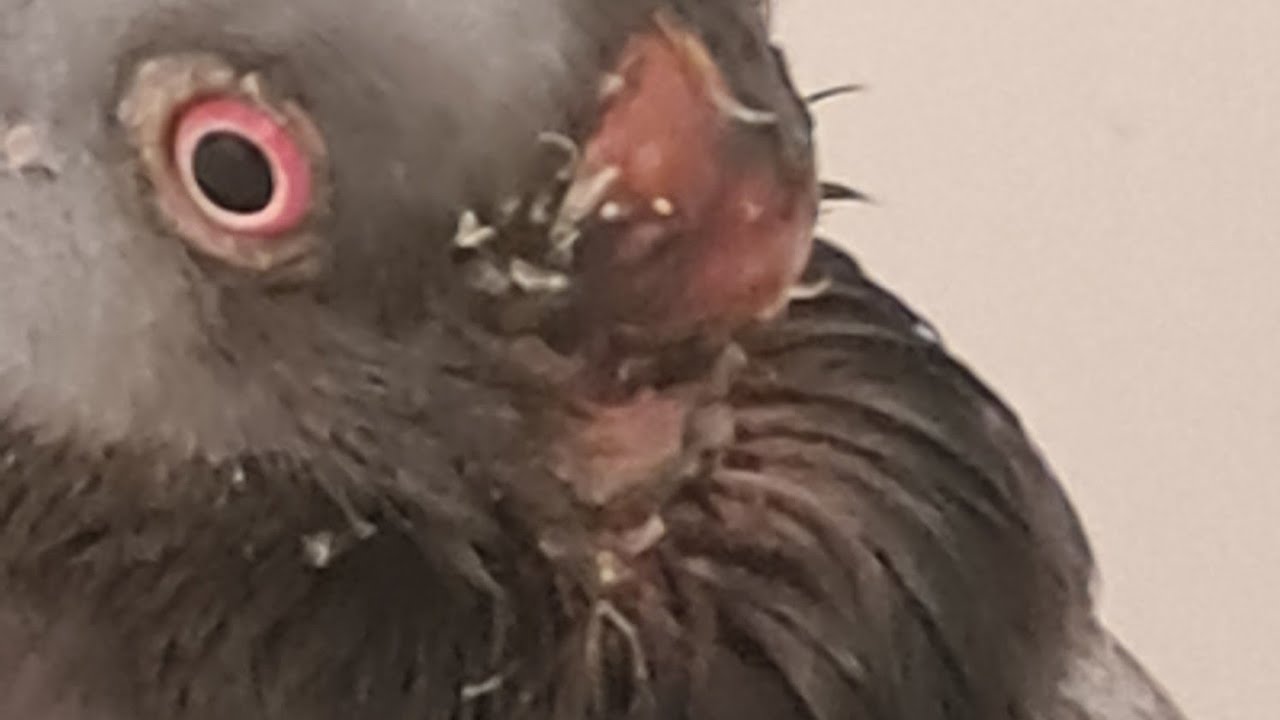The story of Pingu the pigeon - saved on a cold winter day ️🧊 - YouTube