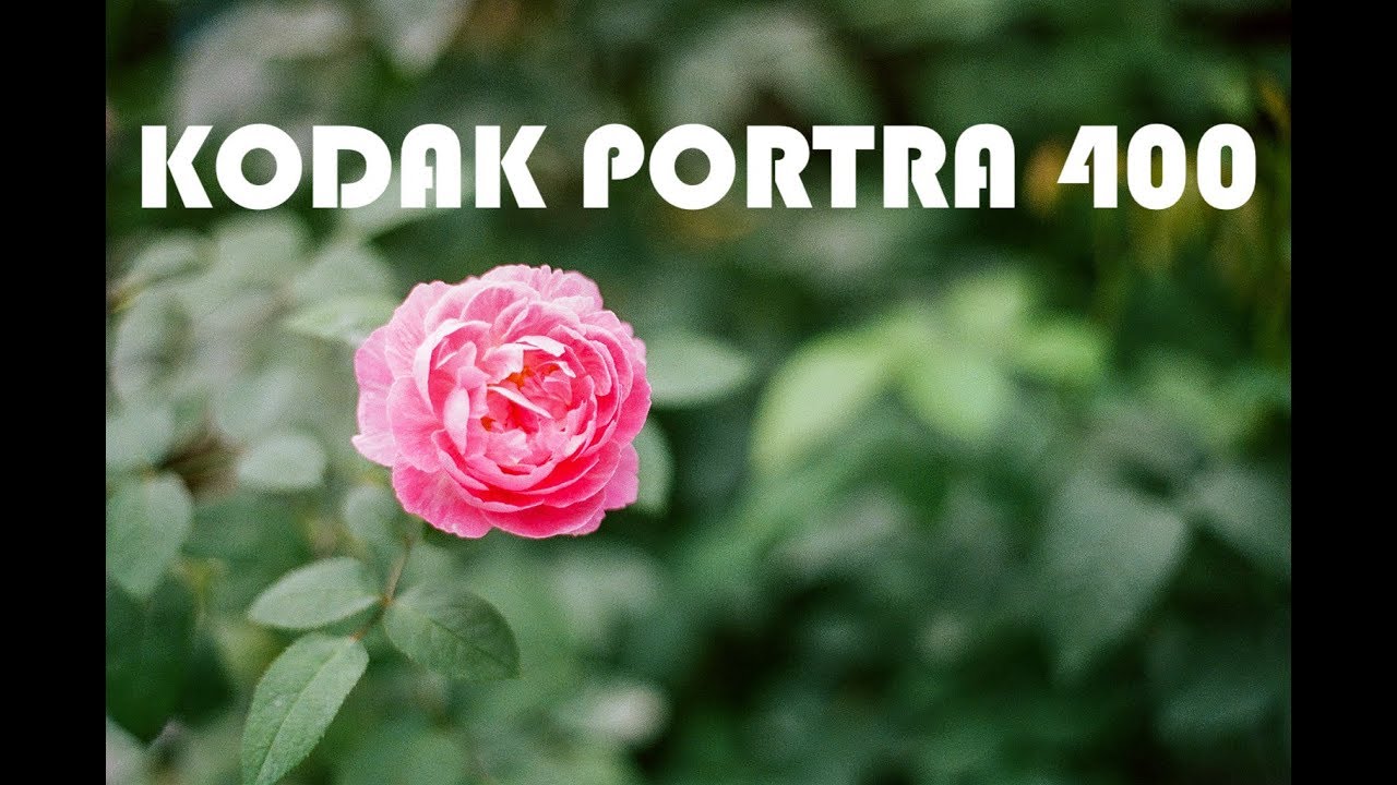 Kodak Portra 400 | Canon EOS Elan 7 | Flower Photography | Garden by the bay | Singapore