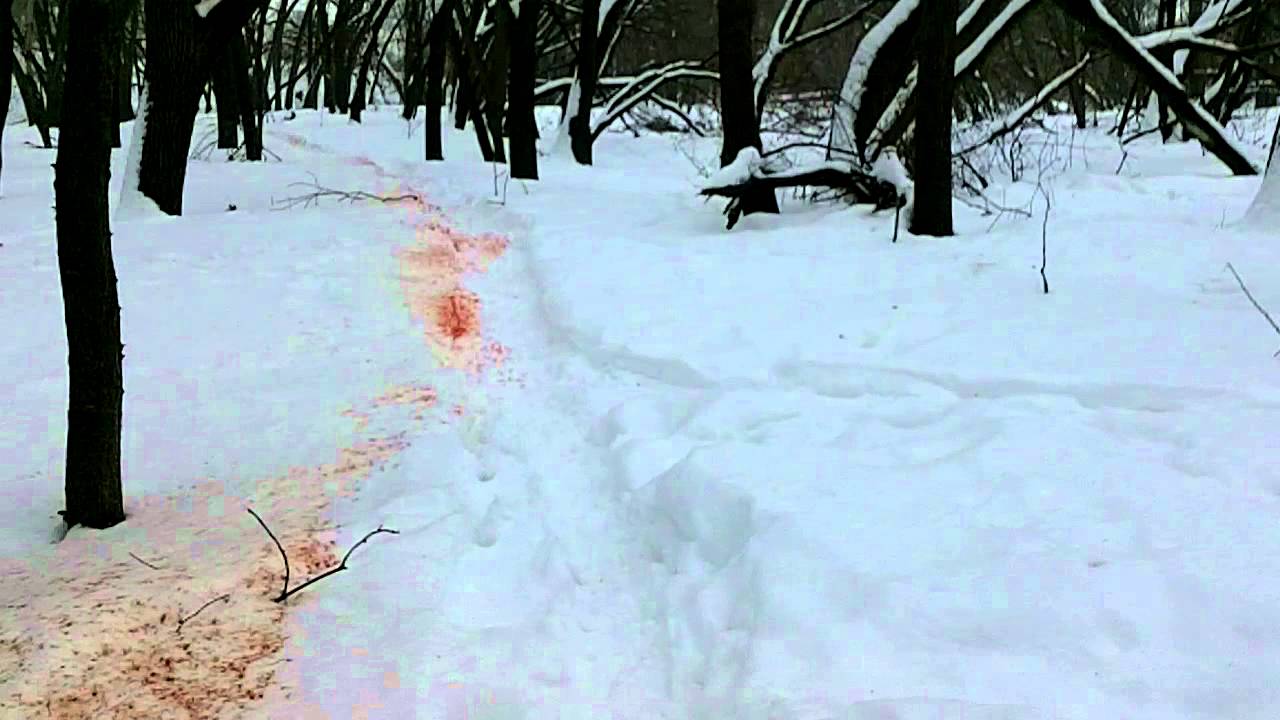 Blood Trail In Snow