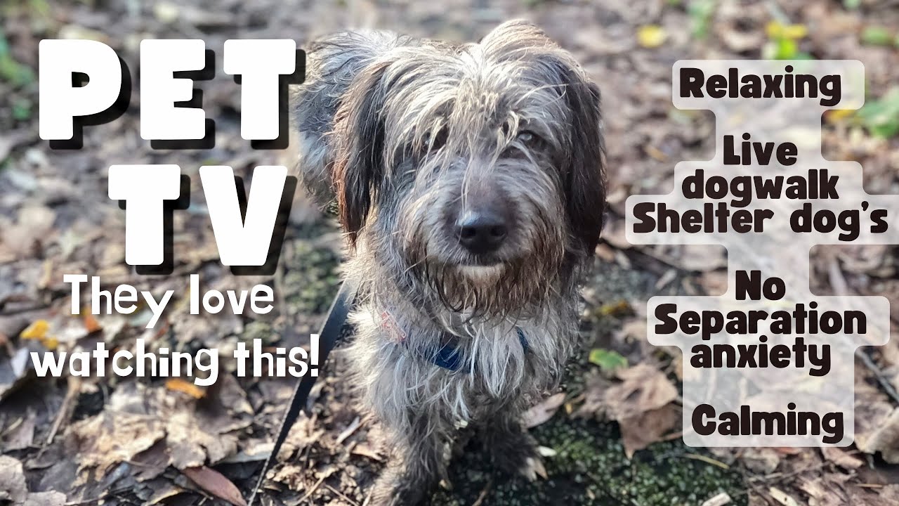 Relaxing PET TV anti boredom, virtual dogwalk, anxiety relief for pets ...
