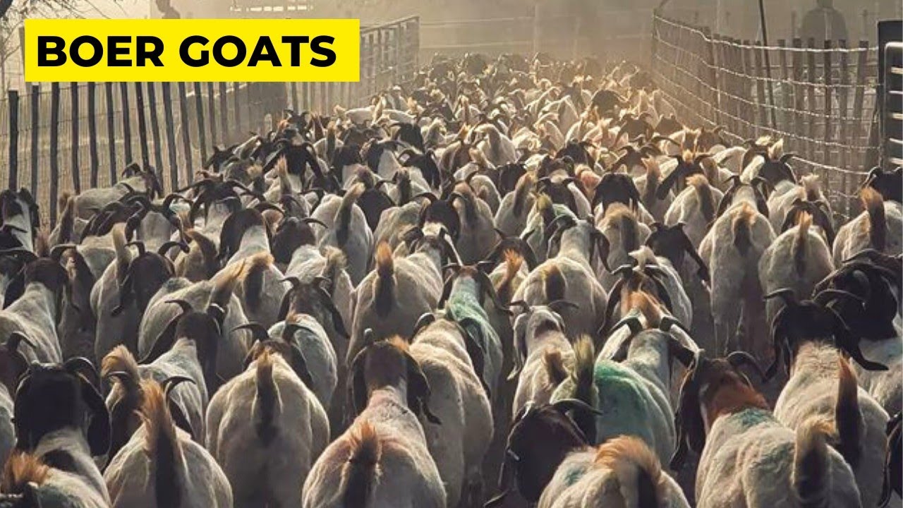 Herd of Boer Goats in the Field - YouTube