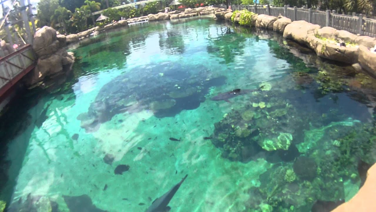 above a massive shark pool! - YouTube