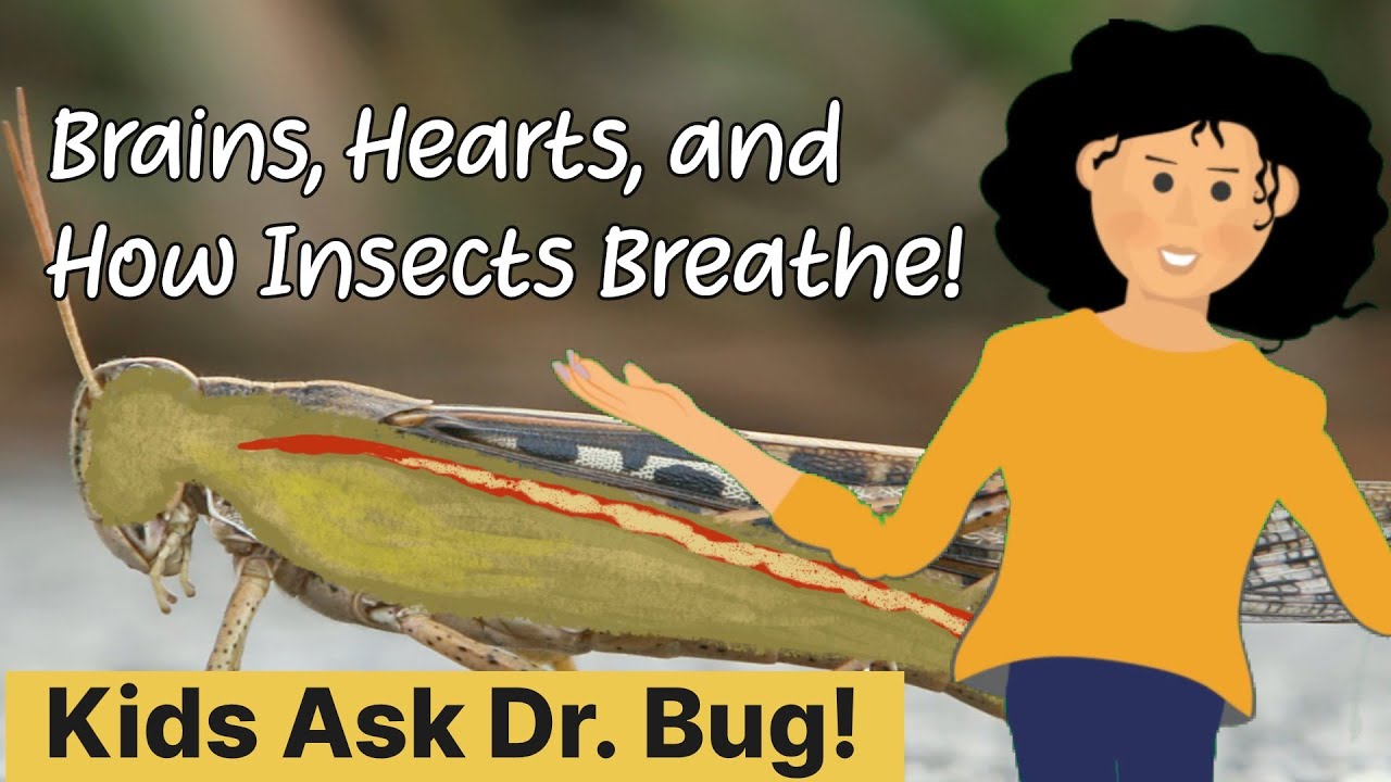 Kids Ask Dr. Bug: Brains, Hearts, and How Insects Breathe - YouTube