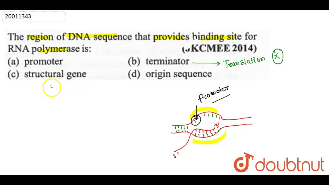 Rna Polymerase Binding Site For
