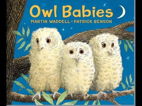 OWL Babies- READ ALOUD| Learning with Nadz Story Time - YouTube