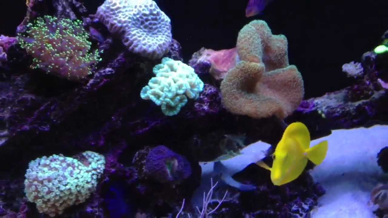 Fluval Osaka 260 with ATI Sunpower - YouTube