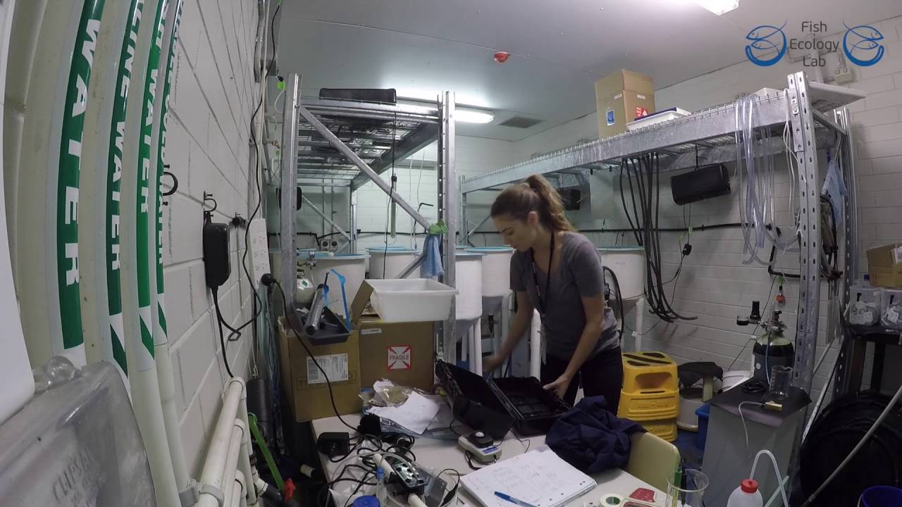 Fish Ecology Lab: Time lapse of setting up an aquaculture laboratory ...