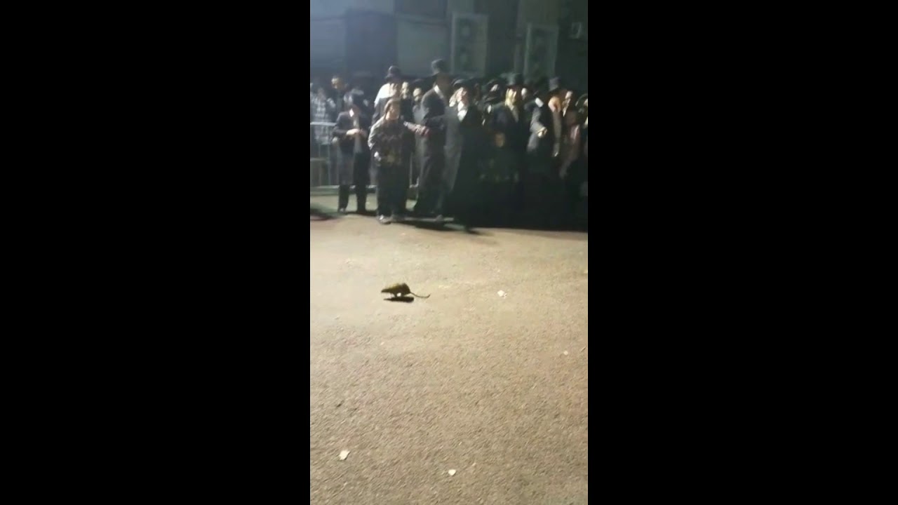 NYC Rat Does Crowd Control At Brooklyn Lag Baomer Event - YouTube