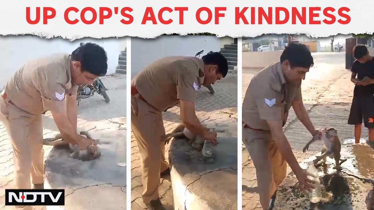 Heatwave In India | UP Cop Revives Infant Monkey By Giving CPR - YouTube