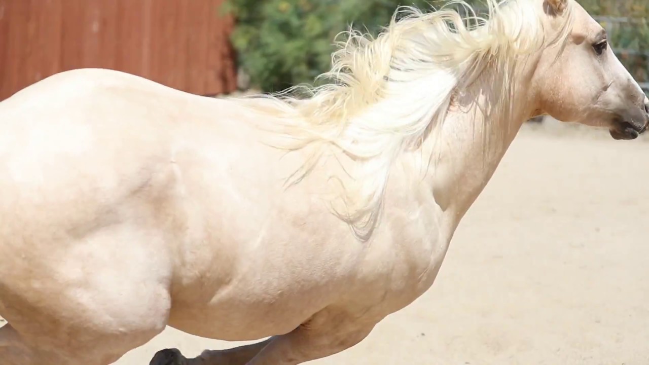 Recommended Knotty Horse Regimen? - YouTube