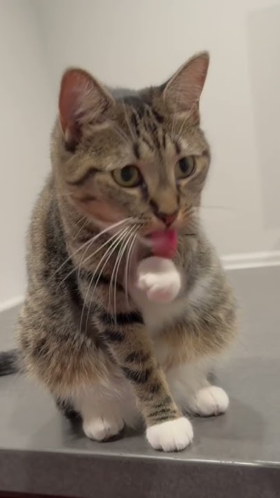 Adorable meow meow. 🐈‍⬛💕#cute #cat - YouTube