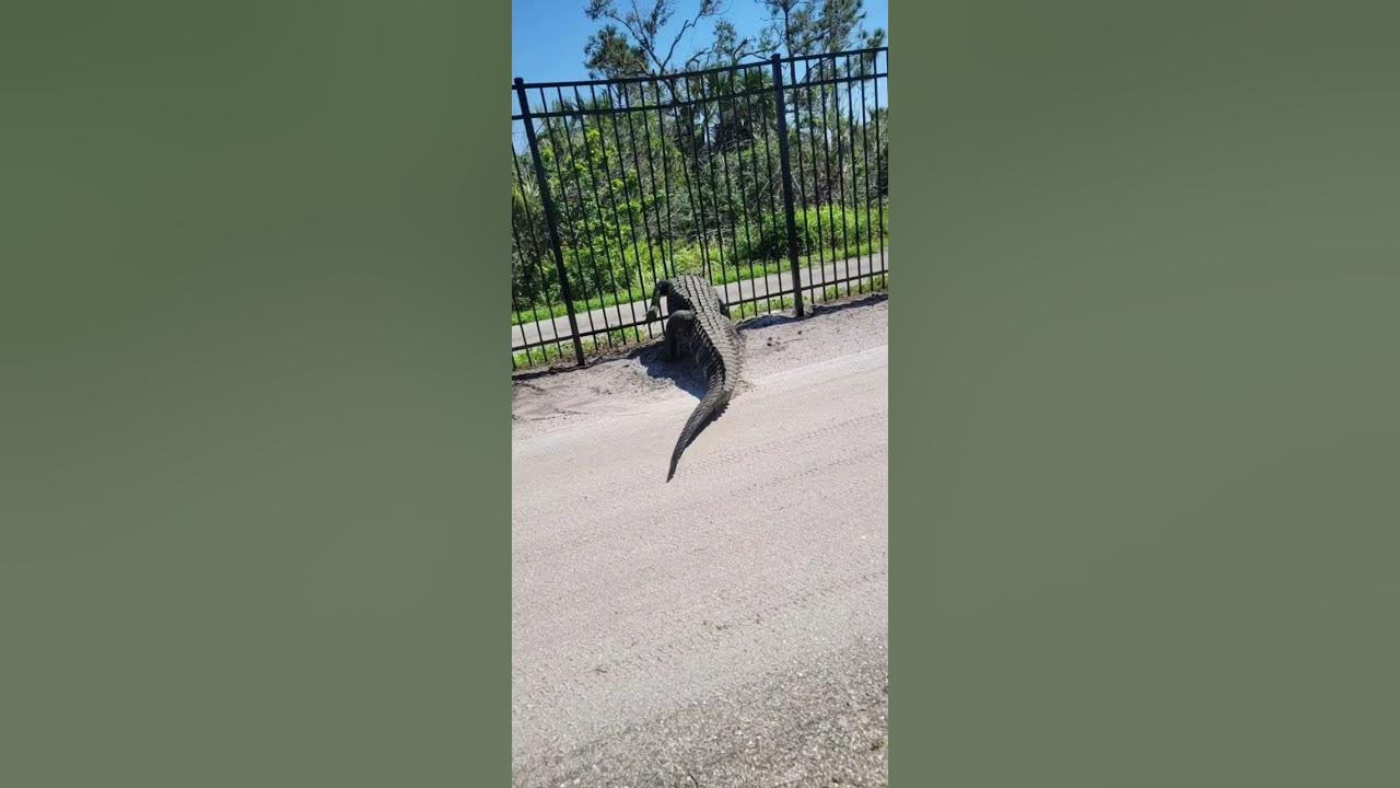 Giant Alligator Bends Metal Fence - YouTube
