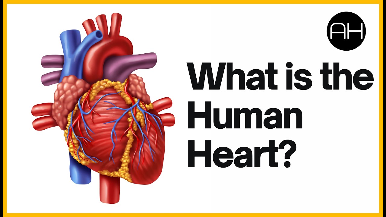 What is the Human Heart | AH Documentary - YouTube