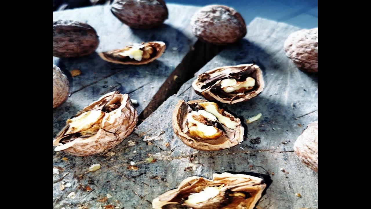 CRACKING NUTS and RELAXING MUSIC - YouTube