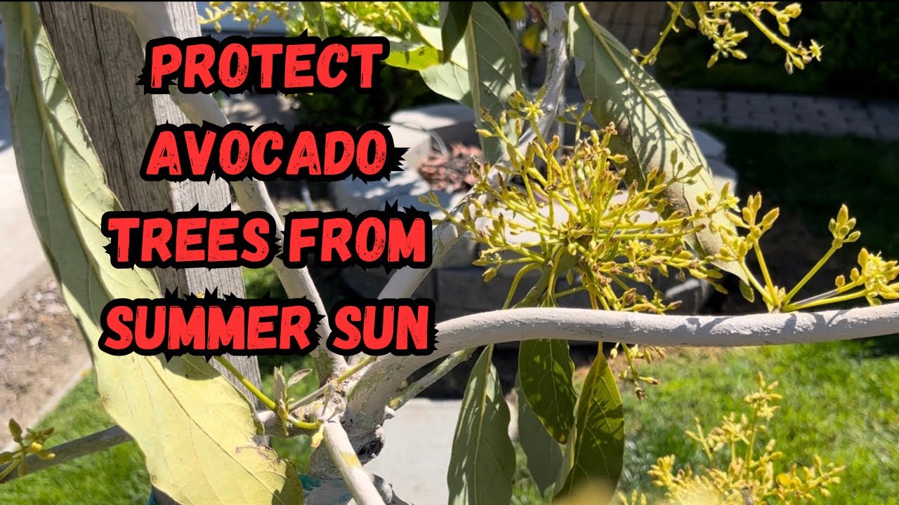 Planting A New Avocado Tree - How to Protect From Blistering Summer Sun ...
