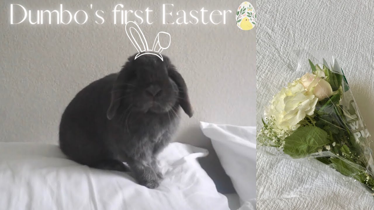 RABBIT'S FIRST EASTER (: - YouTube