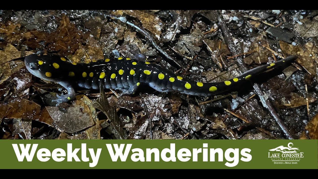 Spotted Salamanders Breeding - YouTube