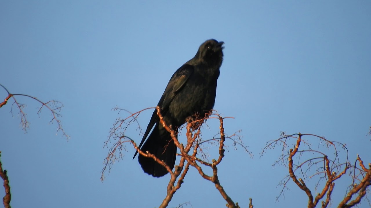 Fish Crow Calling 2, 12/24/2019 - YouTube