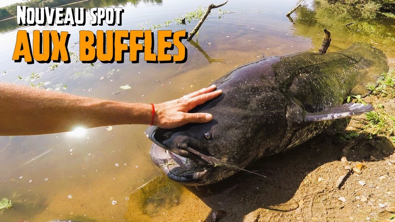 Pêche SILURE en LOIRE : un RUSH de folie pour ce BUFFLE ! - YouTube