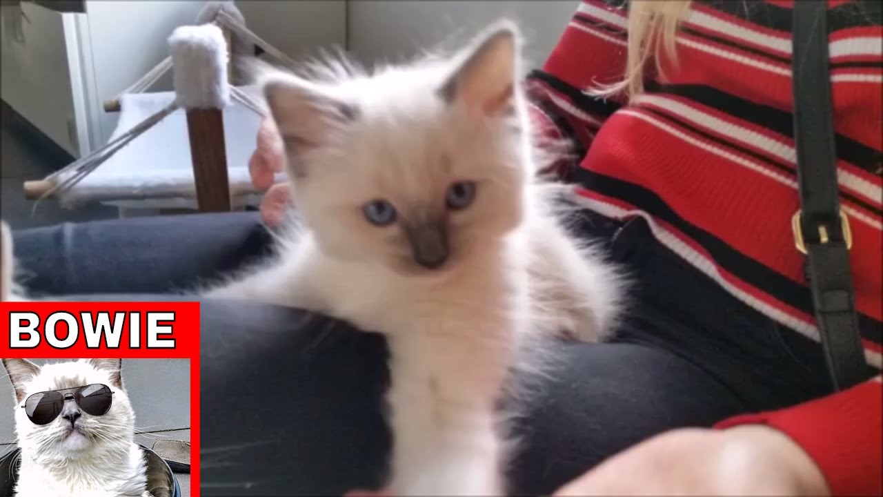 Bowie, a nine week old Ragdoll kitten with his siblings - YouTube
