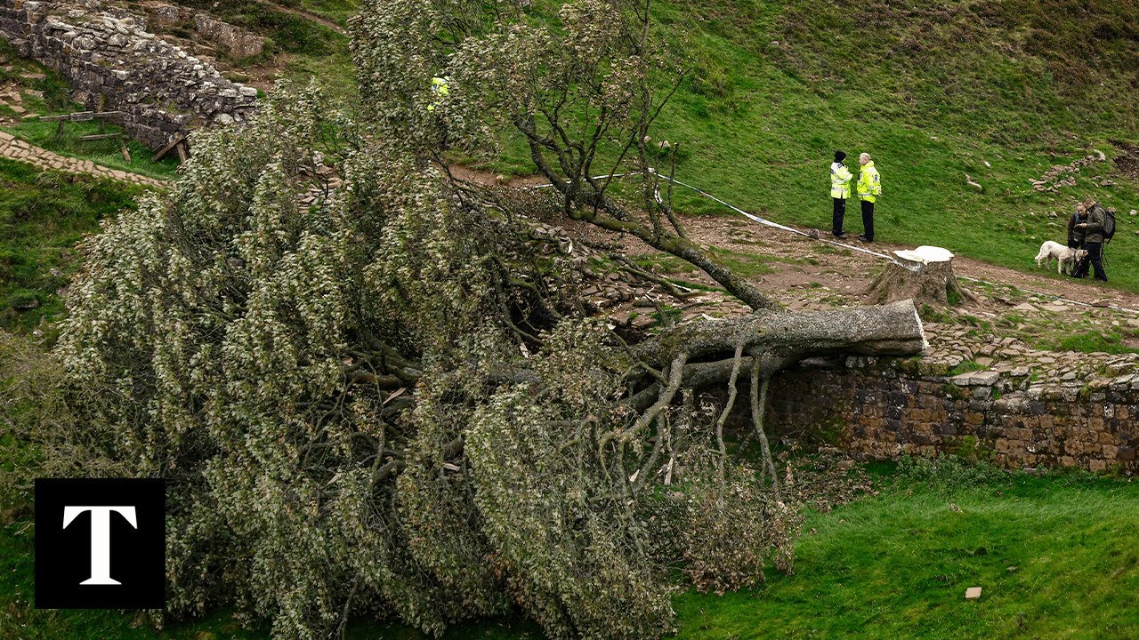 Moment Sycamore Gap Tree Cut Down - YouTube