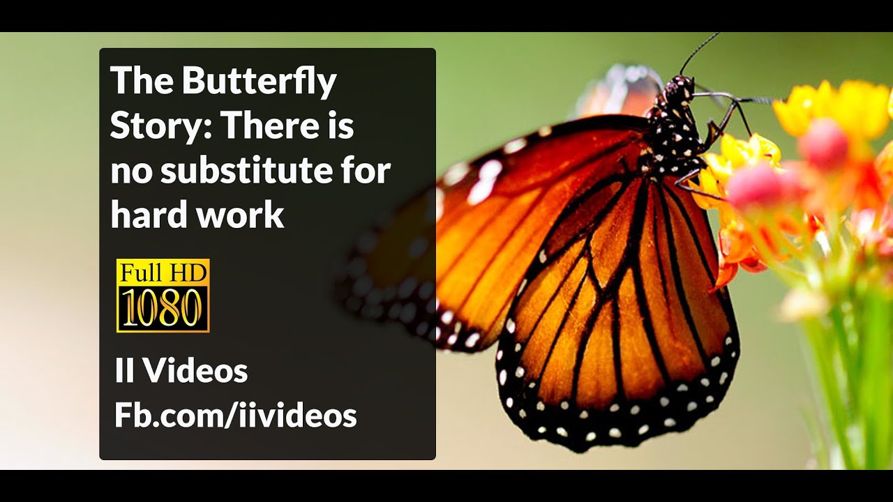 The Butterfly Story: There is no substitute for hard work - YouTube