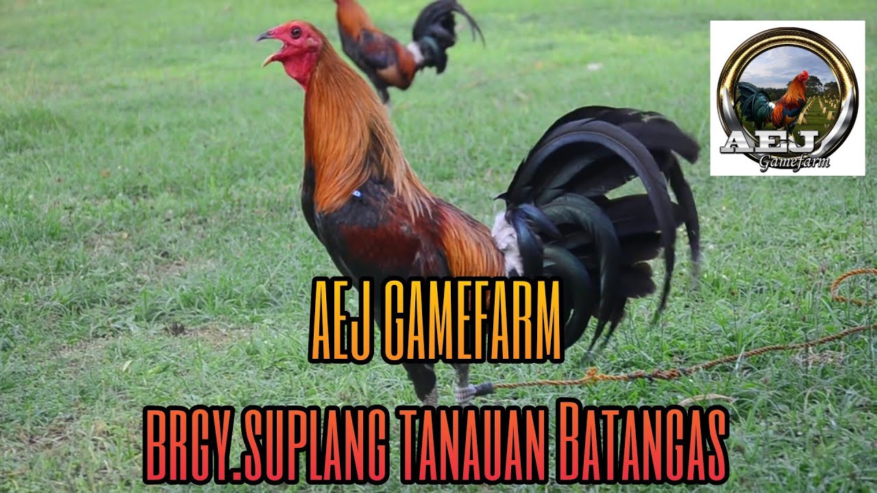 AEJ GAMEFARM / GILMORE HATCH - YouTube