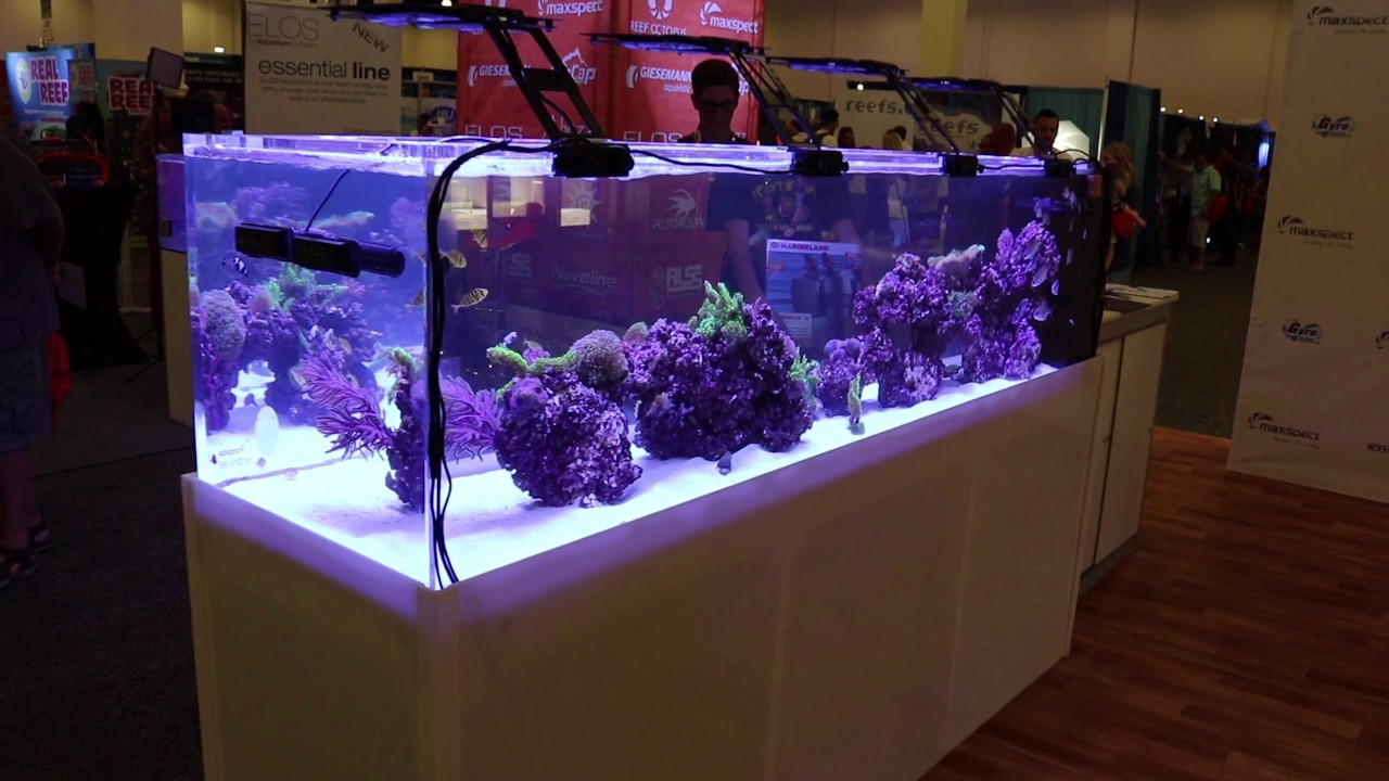 Amazing reef tank check this out !!!!! - YouTube
