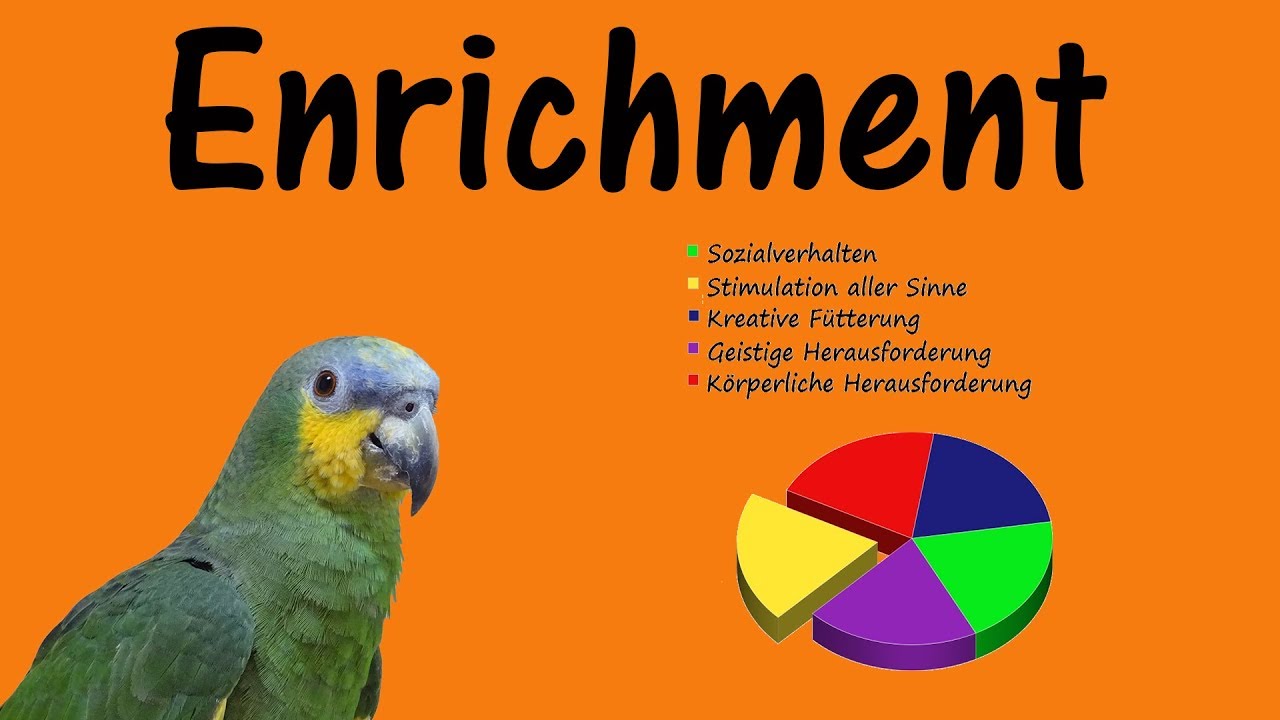 Enrichment YouTube Enrichment YouTube