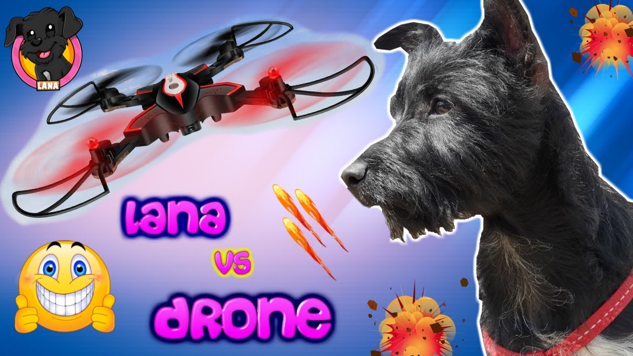 Mi Perro Vs Dron / ESTE DRON es un EXTRATERRESTRE? funny dogs videos ...