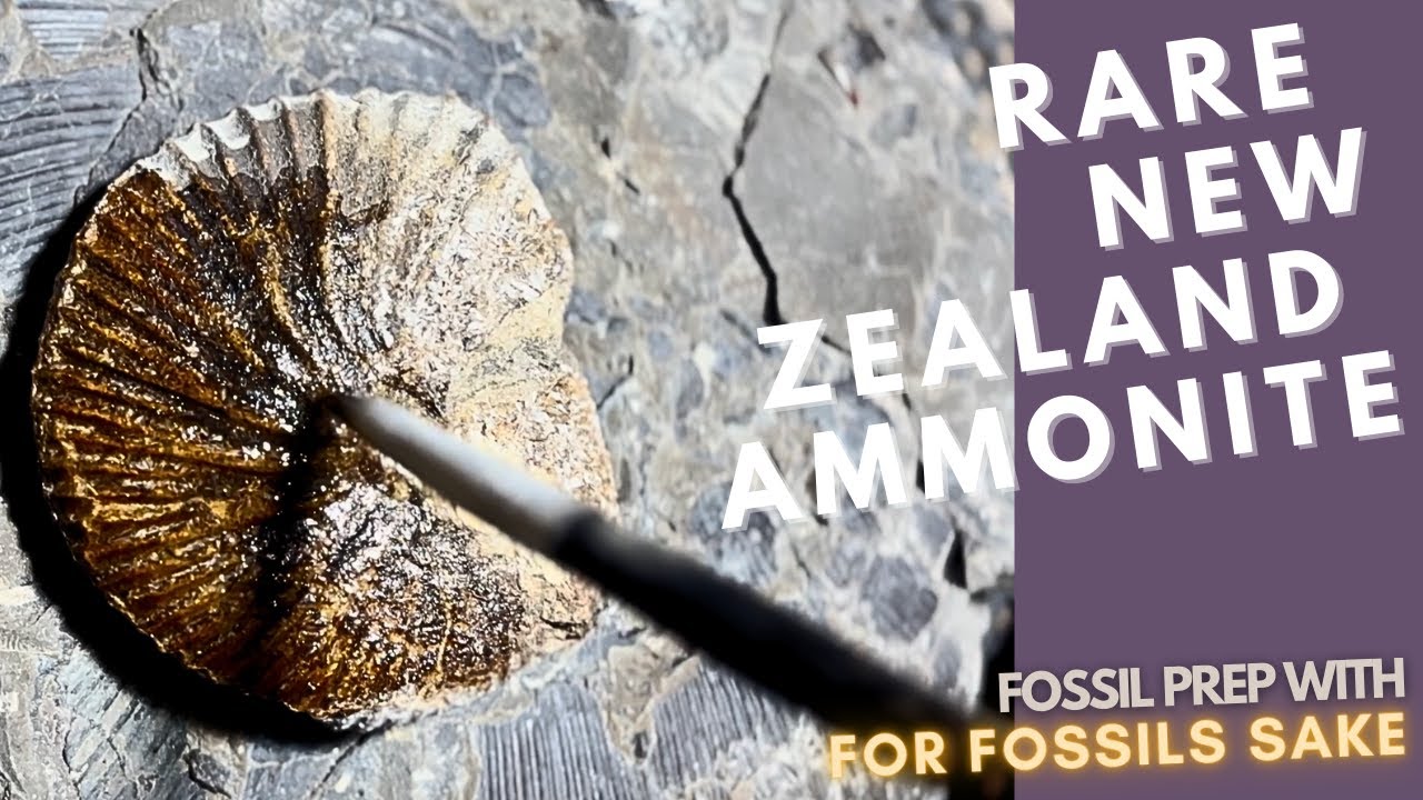 Rare New Zealand Ammonite Fossil | Watch it come to life! - YouTube