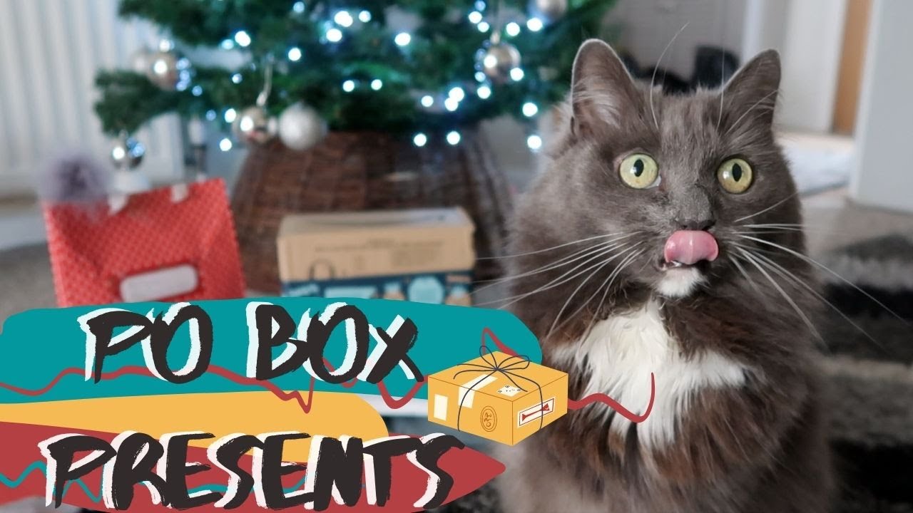 Excited Cat Opens Belated Christmas Presents | PO Box Presents - YouTube