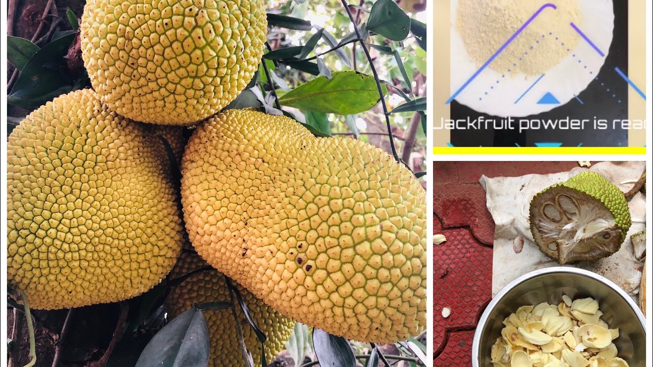 Jackfruit powder/chakkapodi/make jackfruit powder at home/good to ...