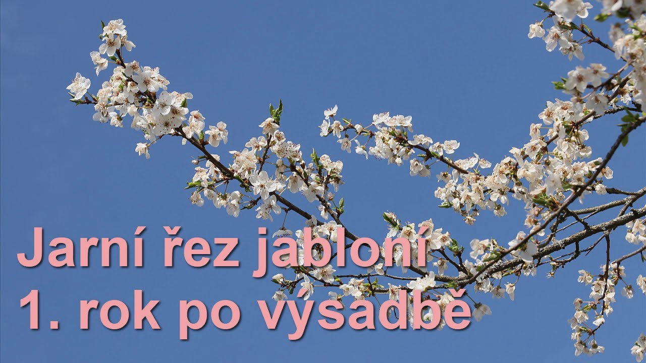 Jarní řez jabloní 1. rok po výsadbě - YouTube