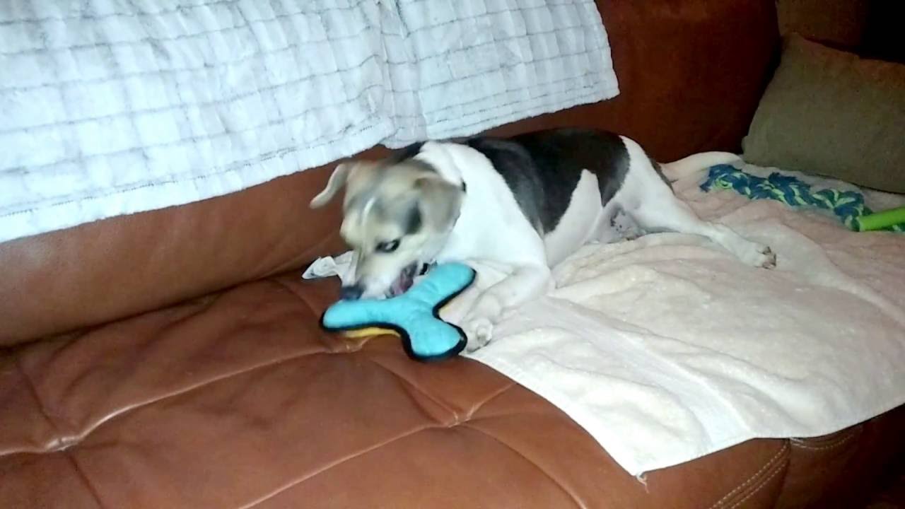 Brownie, our Beagle/Whippet Mix, enjoying his new toy. - YouTube
