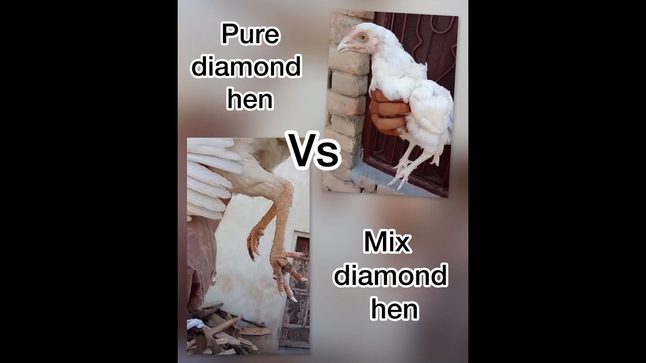 Pure diamond hen vs low quality diamond hen | heera murghi ki quality 😂 ...
