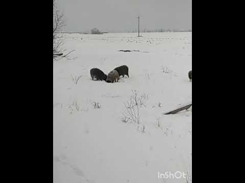 Трава под снегом