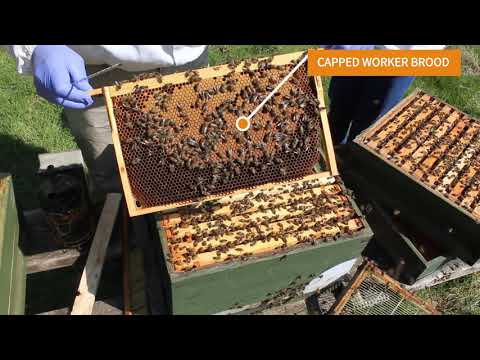 Beekeeping UK 10 Things to Identify in a hive, best hive inspection!