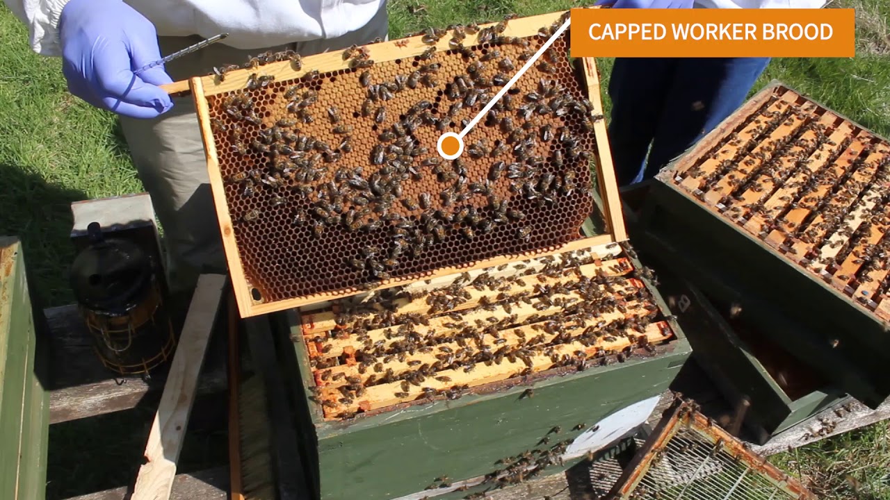 Beekeeping UK 10 Things to Identify in a hive, best hive inspection ...