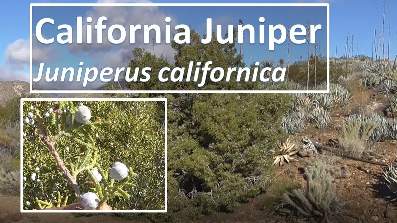 All about CALIFORNIA JUNIPER, Juniperus californica; Anza-Borrego ...