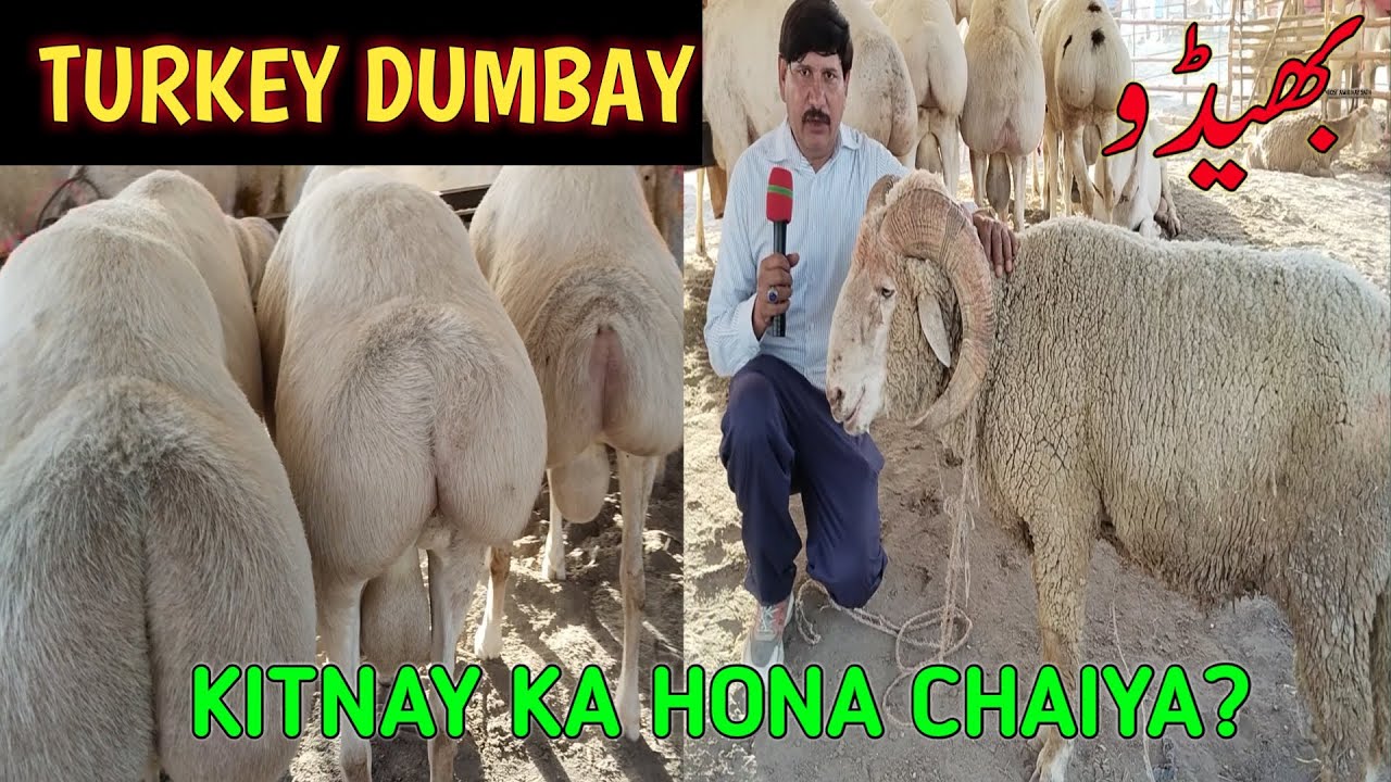 Turkey Dumba | Bhedo Ki Qurbani | Qurbani 2024 | Shahpur Kanjra Lahore ...