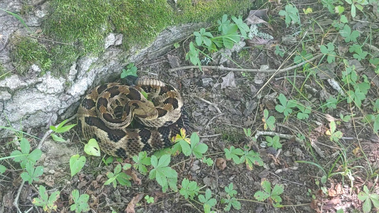 Gravid Casey County KY rattlesnake - July 2020 - YouTube