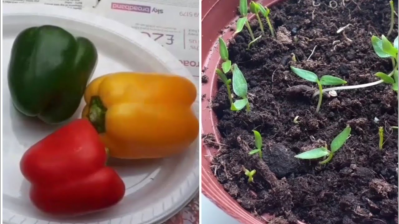 How to Grow Capcium plants from fresh Capcium /Pepper in pots plants UK ...