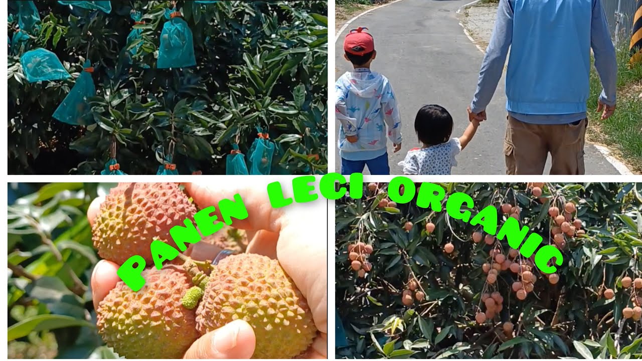 seru sekali⁉️panen buah lecy organic //fresh &manis @tinaditaiwan2955 ...