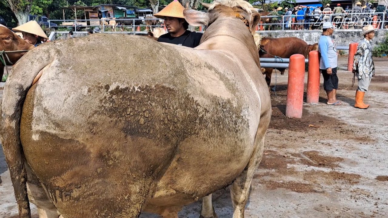 SAPI SIMENTAL PEGON JUMBO PASAR SAPI BOYOLALI - YouTube