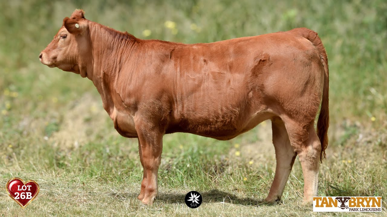 LOT 26B - TBPPV256 - YouTube