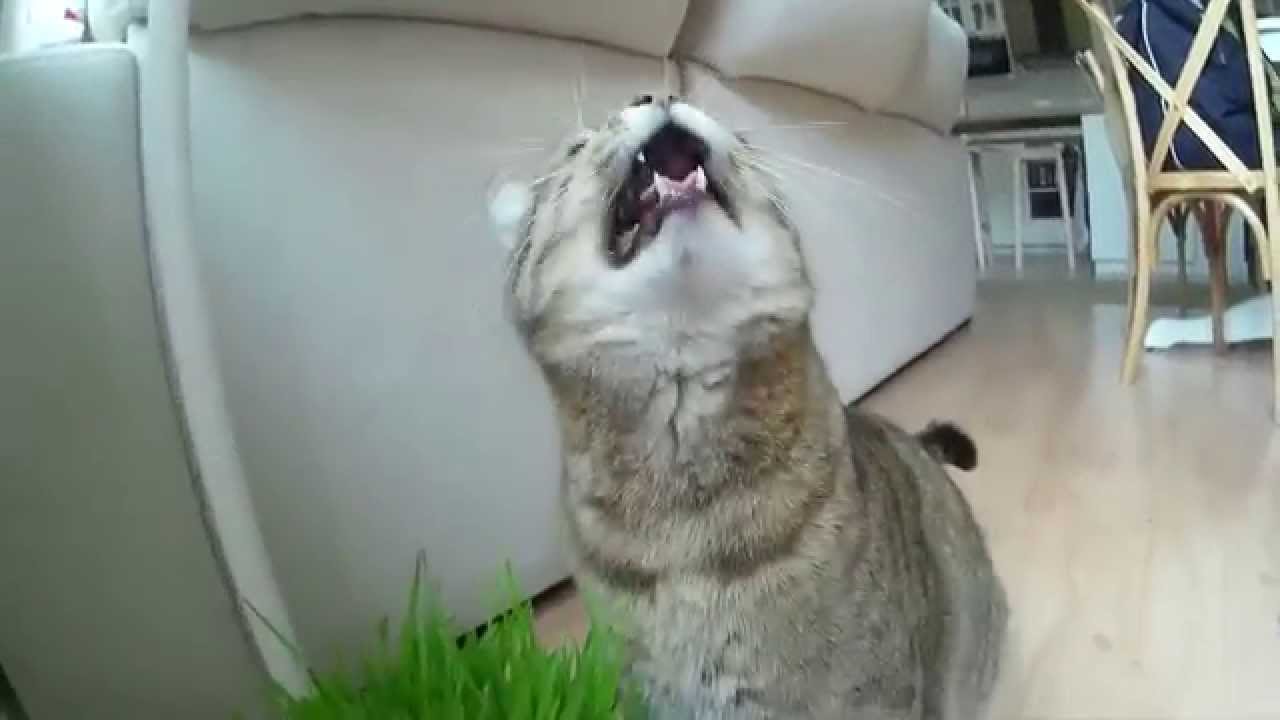 El gato Umami estornuda y se le queda un moco en medio de la cara - YouTube