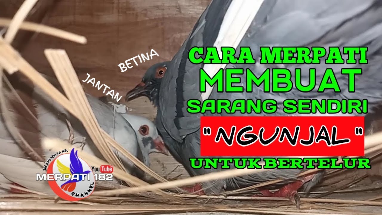 Cara Merpati Membuat Sarang Sendiri Untuk Bertelur ( NGUNJAL ) - YouTube