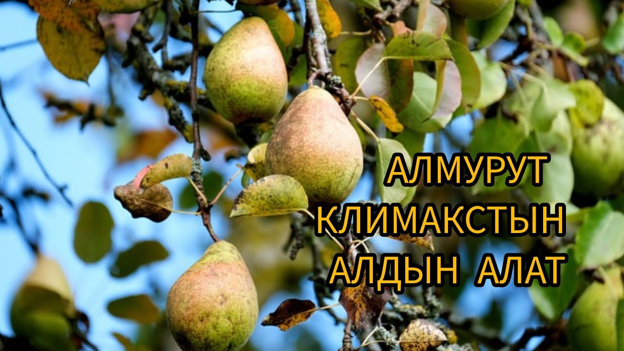 АЛМУРУТТУ 🍐КОП КОЛДОНСОНУЗ КЛИМАКСТЫН АЛДЫН АЛАТ... АЛМУРУТ ПАЙДАСЫ ...
