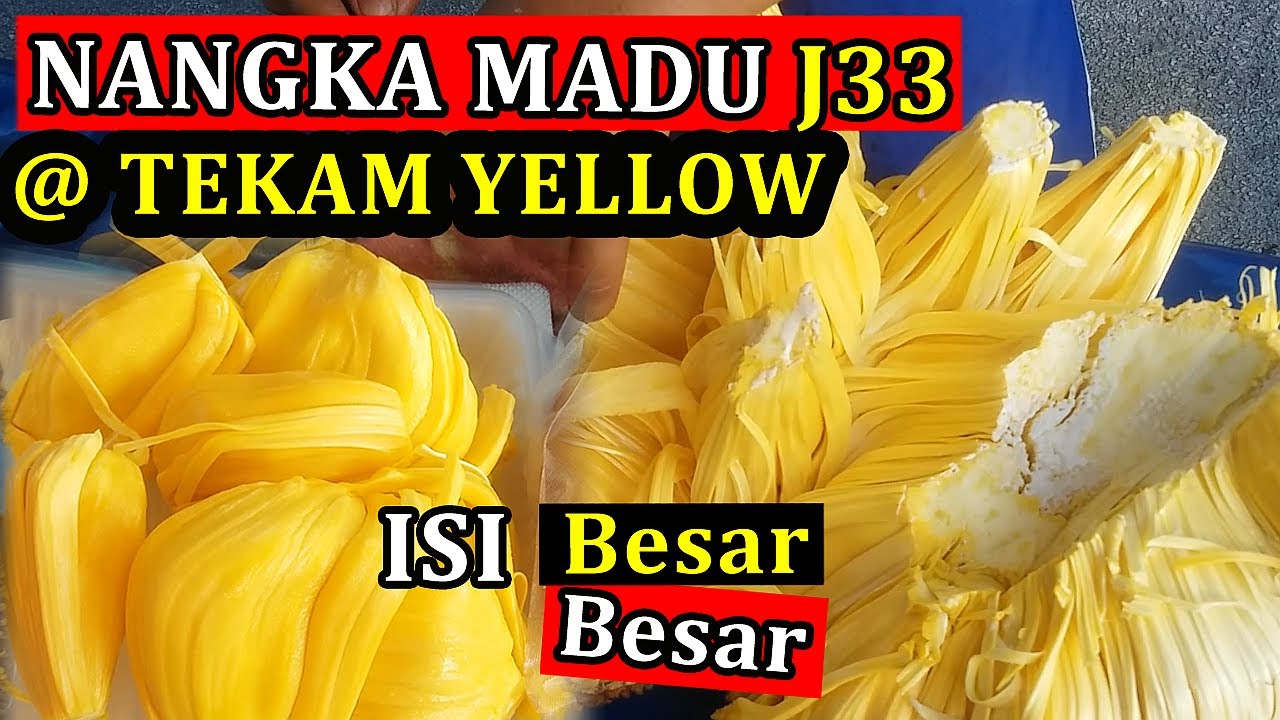 Nangka Madu Tekam Yellow J33 Honey Jackfruit Malaysian Street